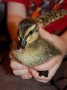 Rouen Ducks : Ducklings for Sale Online | Cackle Hatchery®
