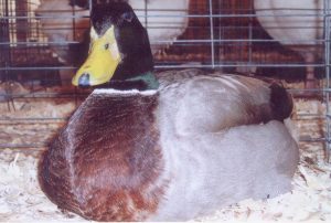 Rouen Ducks : Ducklings for Sale Online | Cackle Hatchery®