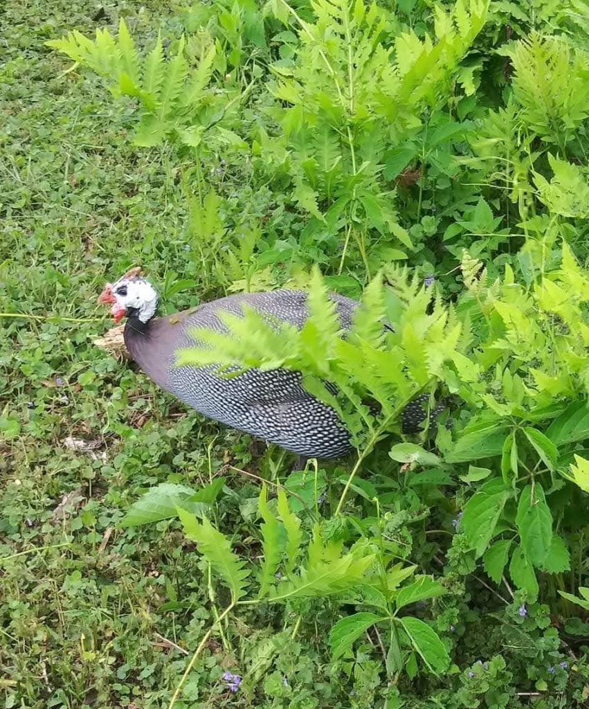 Pearl Guinea Keets - Guinea Fowl for Sale | Cackle Hatchery®