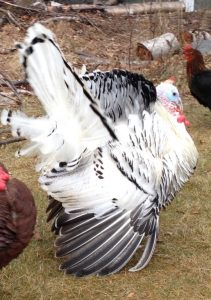Royal Palm Turkey - Heritage Breed Turkeys | Cackle Hatchery®