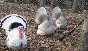 Blue Slate Turkey - Turkey Poults for Sale | Cackle Hatchery®