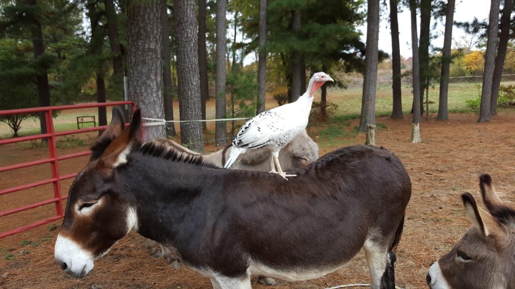 Royal Palm Turkey - Heritage Breed Turkeys | Cackle Hatchery®