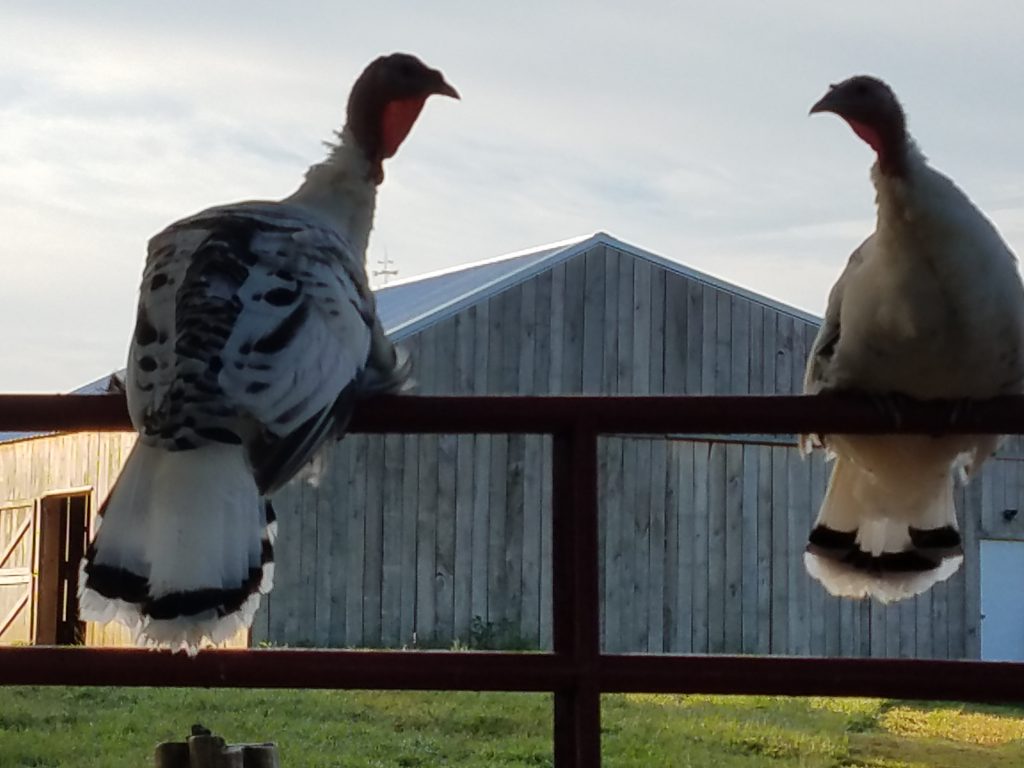 Royal Palm Turkey - Heritage Breed Turkeys | Cackle Hatchery®