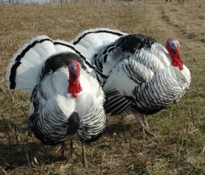 Royal Palm Turkey - Heritage Breed Turkeys | Cackle Hatchery®