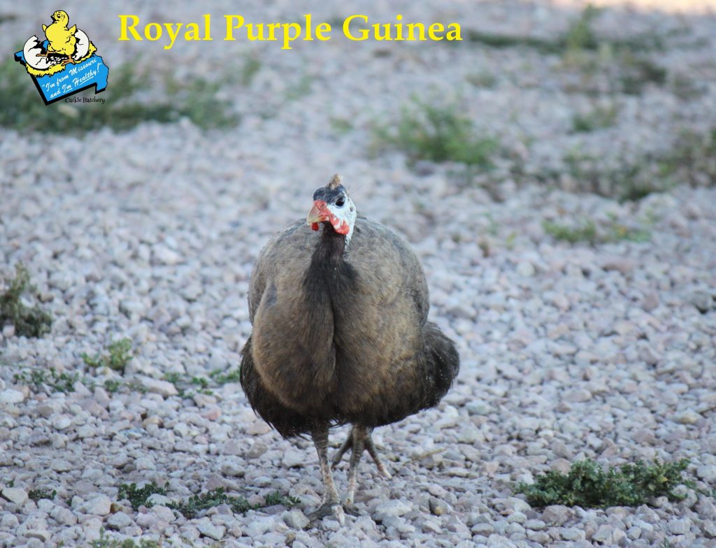 Royal Purple Guinea Fowl for Sale | Cackle Hatchery®