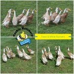 Fawn and White Runner Ducks - Baby Ducklings | Cackle Hatchery®