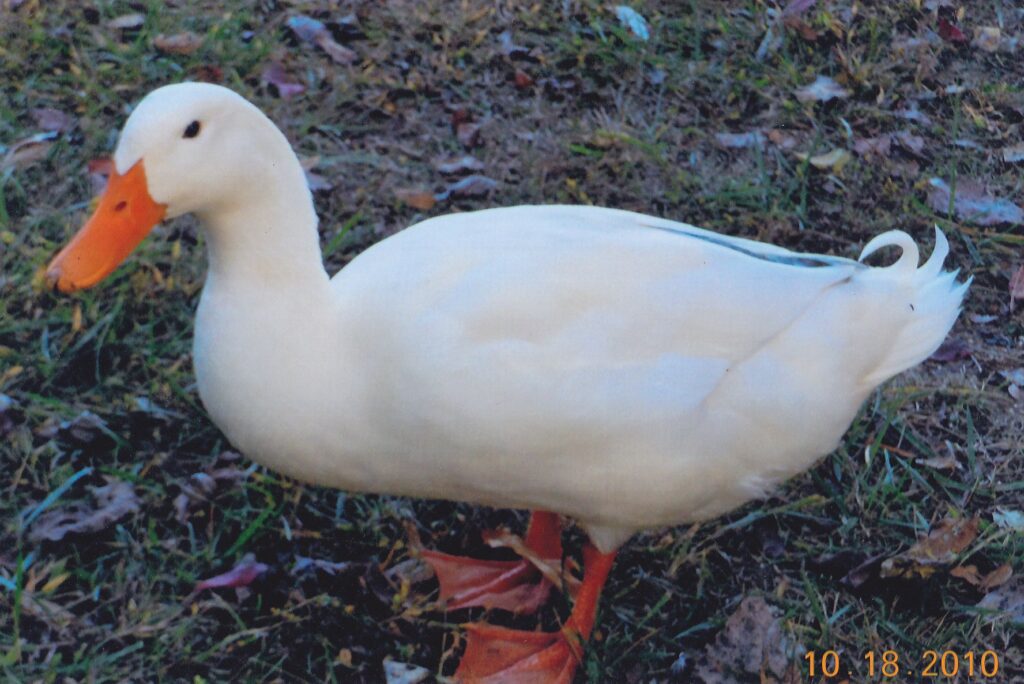 White Pekin Ducks - Waterfowl Hatchery | Cackle Hatchery®