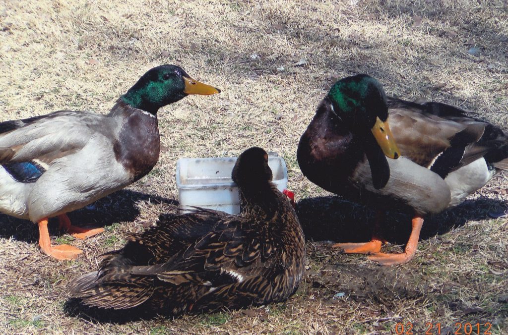 Rouen Ducks : Ducklings for Sale Online | Cackle Hatchery®