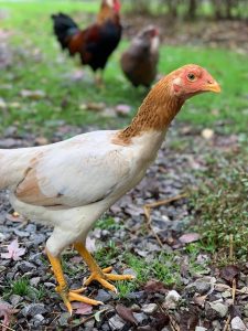 Saipan - Breed Baby Chicks | Cackle Hatchery®