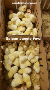 Saipan - Breed Baby Chicks | Cackle Hatchery®