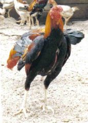 Saipan Jungle Fowl - Breed Baby Chicks | Cackle Hatchery®