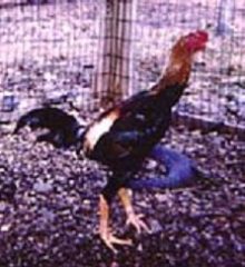 Saipan Jungle Fowl - Breed Baby Chicks | Cackle Hatchery®