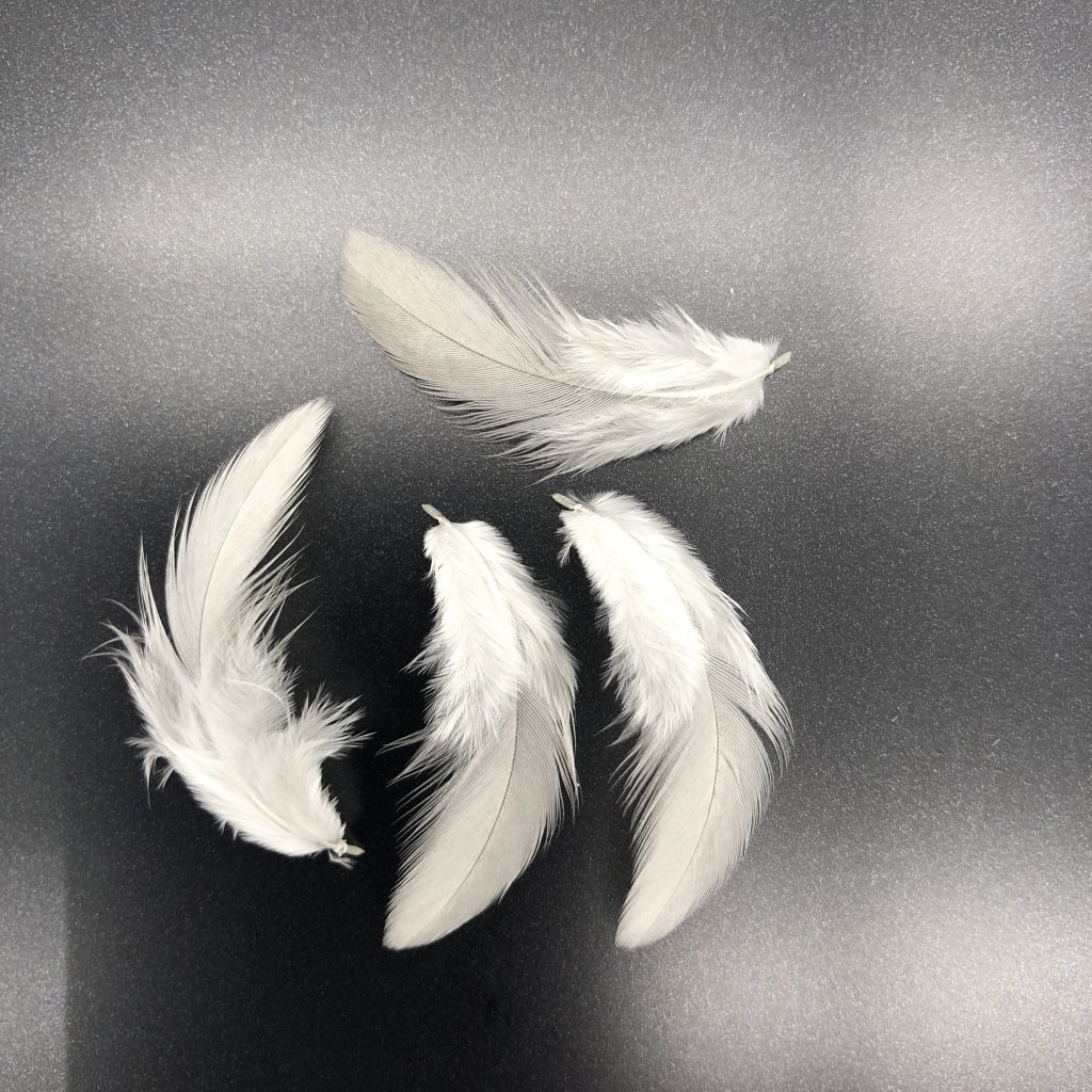 Self Blue Old English Bantam Chicks for Sale | Cackle Hatchery®