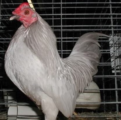 Self Blue Old English Bantam Chicks for Sale | Cackle Hatchery®