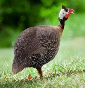 Pearl Guinea Keets - Guinea Fowl for Sale | Cackle Hatchery®