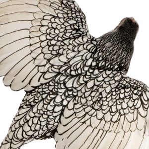 Silver Sebright Bantam Chicks for Sale | Cackle Hatchery®