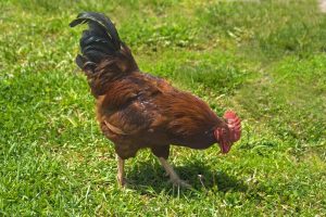 Production Red Chickens - Baby Chicks for Sale | Cackle Hatchery®