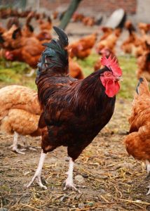 Production Red Chickens - Baby Chicks for Sale | Cackle Hatchery®