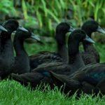 Cayugas : Baby Ducklings for Sale Online | Cackle Hatchery®
