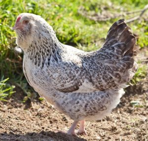 Easter Egger Chickens & Baby Chicks for Sale | Cackle Hatchery®
