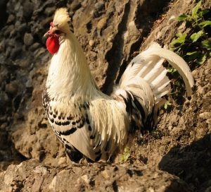 Silver Spangled Appenzeller Spitzhauben Chickens | Cackle Hatchery®