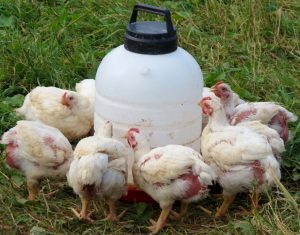 Jumbo Cornish Cross Broiler Meat Chicken For Sale | Cackle Hatchery®