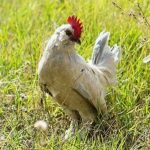 Porcelain D'uccle Bantam - Chicks for Sale | Cackle Hatchery®