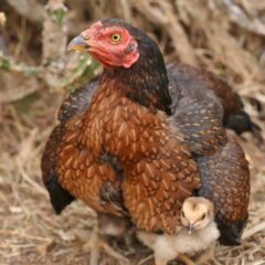 Black Breasted Red Aseel (Asil) Chickens | Cackle Hatchery®