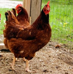Production Red Chickens - Baby Chicks for Sale | Cackle Hatchery®
