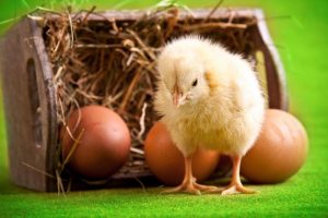 Delaware Chickens - Brown Egg Layers | Cackle Hatchery®