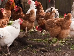 Rainbow Assorted Pullets - Bargain Specials | Cackle Hatchery®