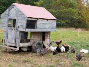 Heavy Straight Run Special - Hatchery Choice | Cackle Hatchery®