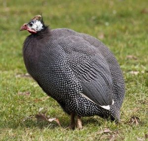 Pearl Grey Guinea Fowl for Sale | Tick Control & Watch Birds