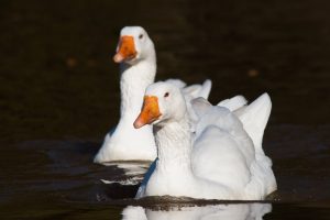 White Embden Geese - Baby Gosling for Sale | Cackle Hatchery®