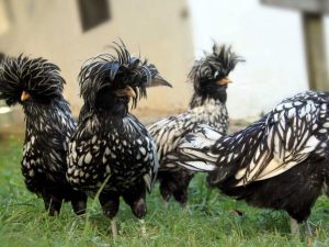 Silver Laced Polish Chicken - Baby Chicks for Sale | Cackle Hatchery®