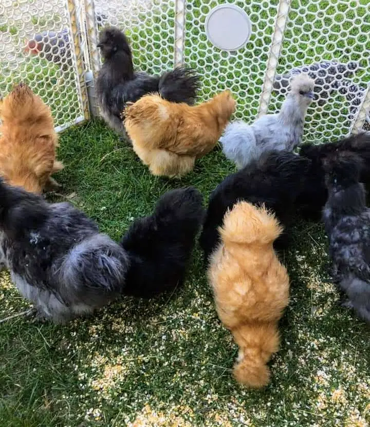 Bantam Silkie