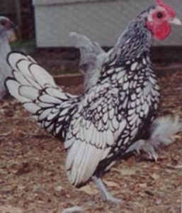 Silver Sebright Bantam Chicks for Sale | Cackle Hatchery®