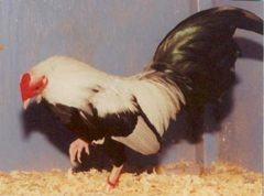 Silver Duckwing Old English Game Bantams | Cackle Hatchery®