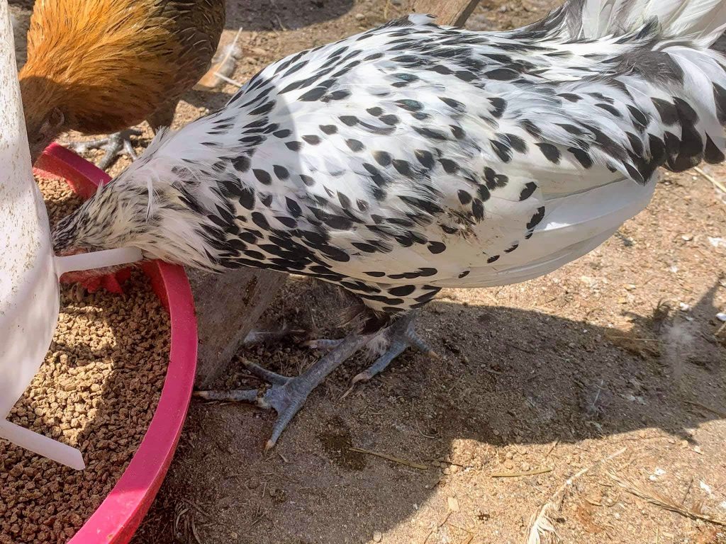 Silver Spangled Hamburg Chicken - Chicks for Sale | Cackle Hatchery®