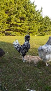 Silver Laced Polish Chicken - Baby Chicks for Sale | Cackle Hatchery®