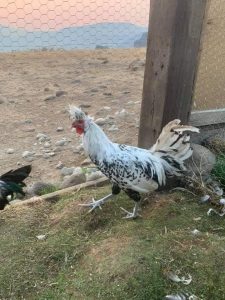 Silver Spangled Appenzeller Spitzhauben Chickens | Cackle Hatchery®