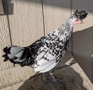 Silver Spangled Appenzeller Spitzhauben Chickens | Cackle Hatchery®