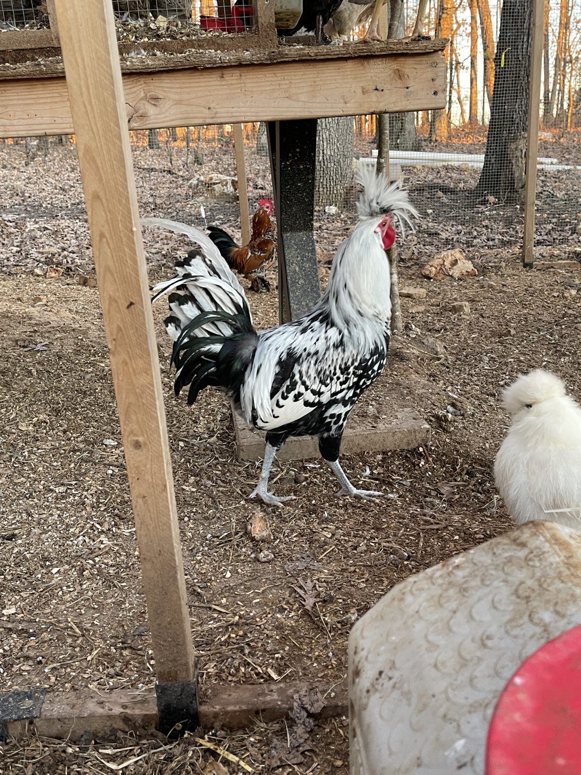 Silver Spangled Appenzeller Spitzhauben Chickens | Cackle Hatchery®