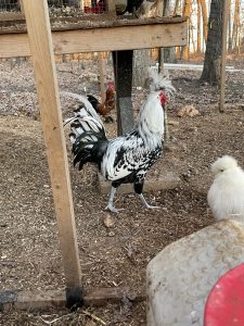 Silver Spangled Appenzeller Spitzhauben Chickens | Cackle Hatchery®