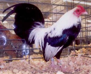 Silver Duckwing Old English Game Bantams | Cackle Hatchery®