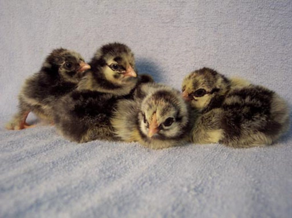 Silver Laced Cochin Standard Chickens for Sale | Cackle Hatchery®