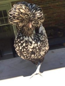 Silver Laced Polish Chicken - Baby Chicks for Sale | Cackle Hatchery®