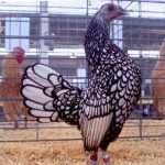 Silver Sebright Bantam Chicks for Sale | Cackle Hatchery®