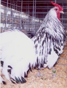 Silver Spangled Hamburg Chicken - Chicks for Sale | Cackle Hatchery®