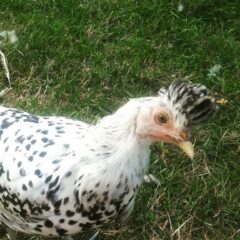 Silver Spangled Appenzeller Spitzhauben Chickens | Cackle Hatchery®